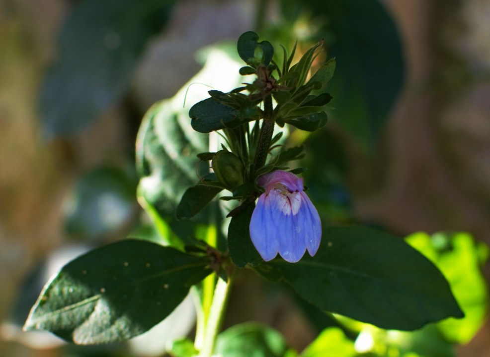 Justicia petiolaris Blue Justicia, Kissing Leaves Kiesieblaar