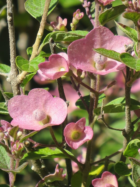 Karomia speciosa Perssambreelblom, Sambreelboom Mauve Chinese-hats ...