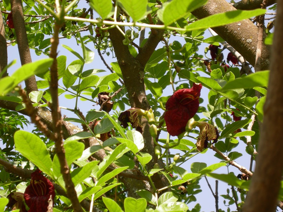 Kigelia africana Sausage Tree Worsboom Muvevha Moporota Modukguhlu ...