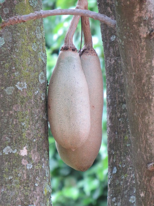 Kigelia africana Sausage Tree Worsboom Muvevha Moporota Modukguhlu ...