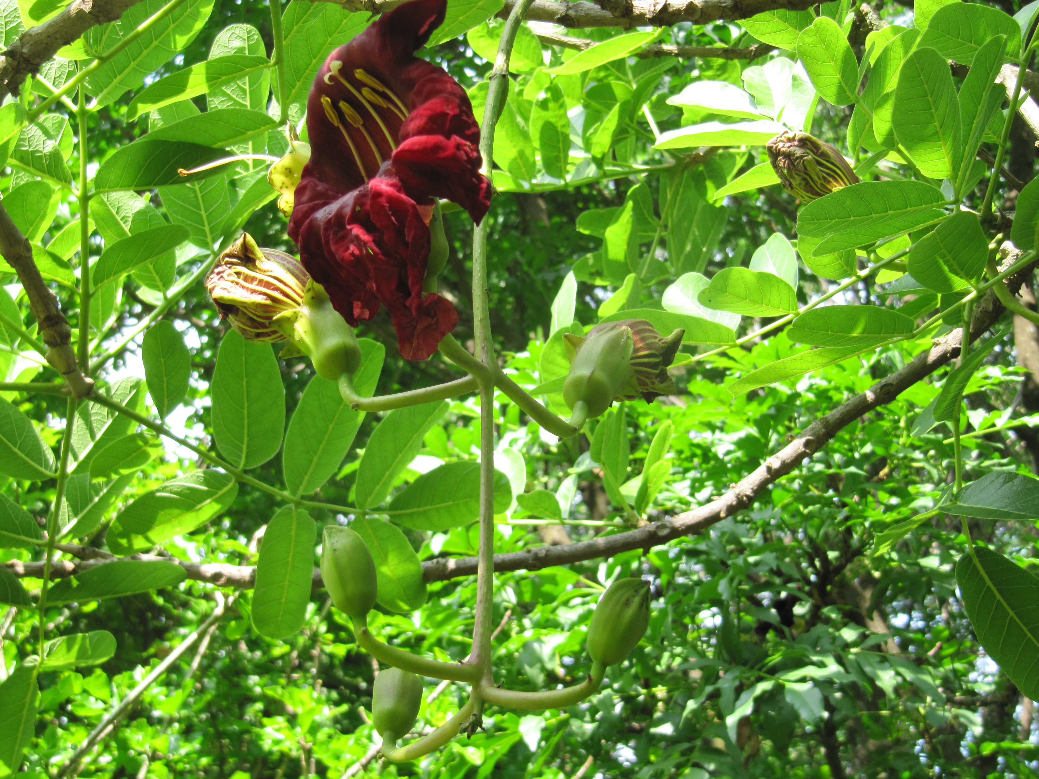 Kigelia africana Sausage Tree Worsboom Muvevha Moporota Modukguhlu ...