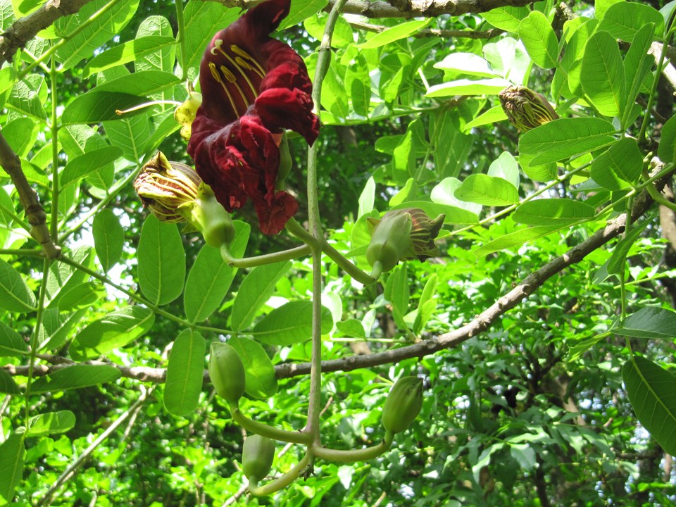 Kigelia africana Sausage Tree Worsboom Muvevha Moporota Modukguhlu ...