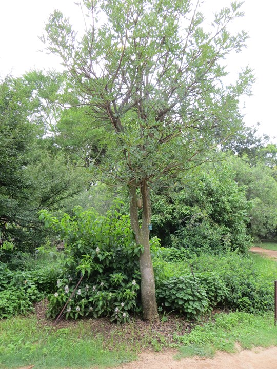 Kigelia africana Sausage Tree Worsboom Muvevha Moporota Modukguhlu ...