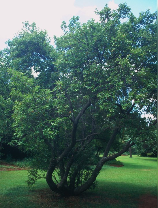 Kiggelaria africana Wild Peach Wildeperske mufhata-vhufa, Muphatavhafu ...