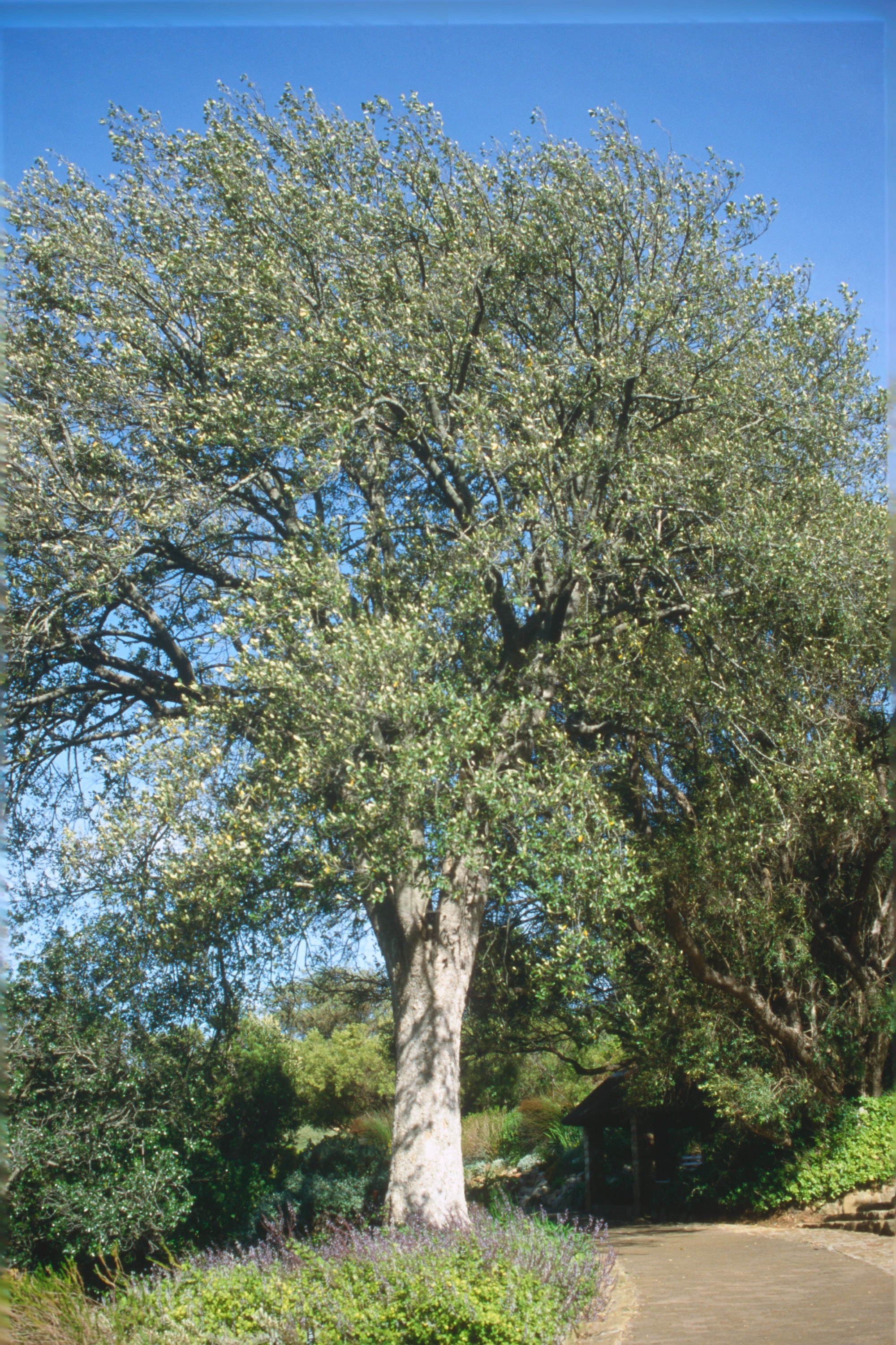Kiggelaria africana Wild Peach Wildeperske mufhata-vhufa, Muphatavhafu ...