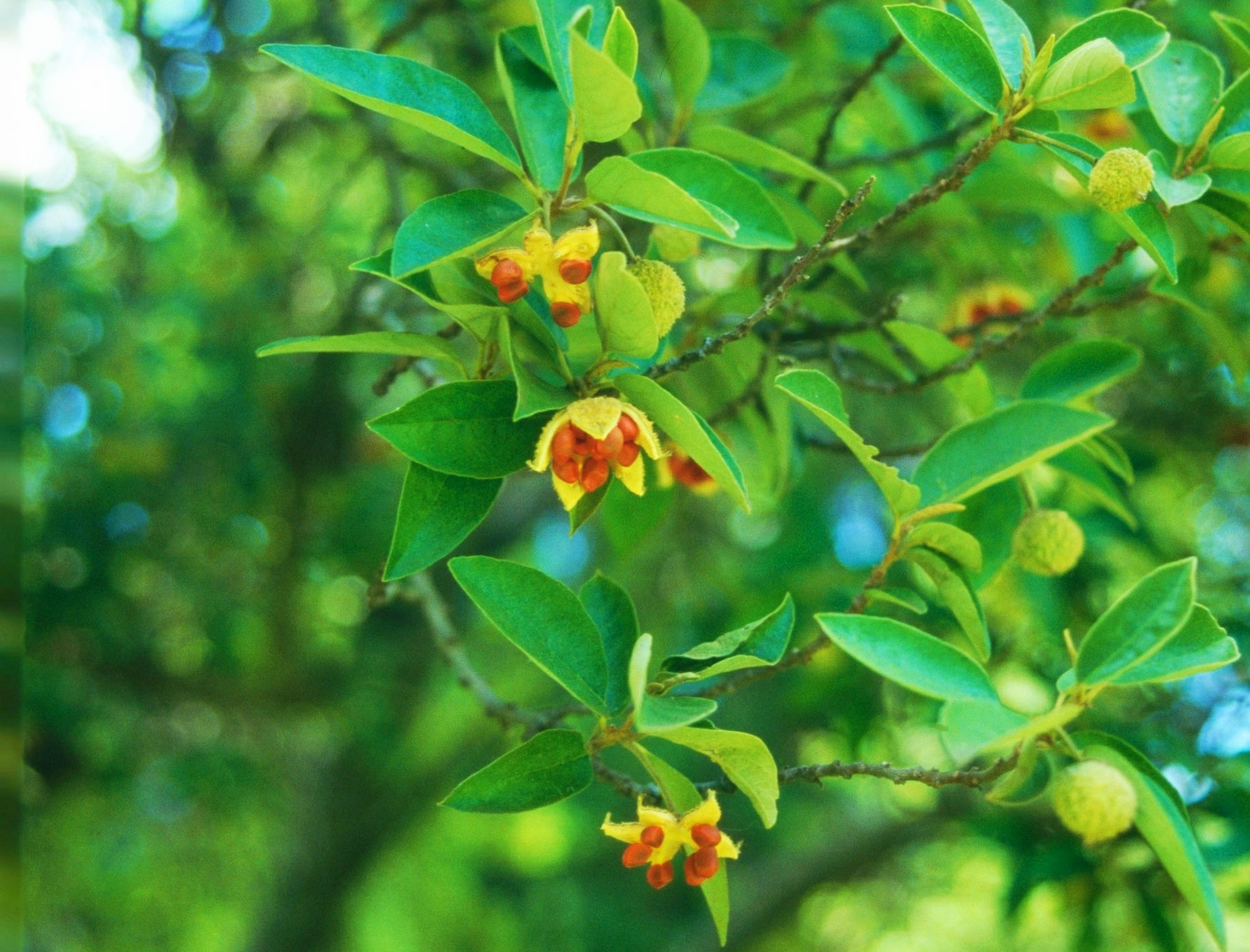 South African Indigenous Plants Catalogue