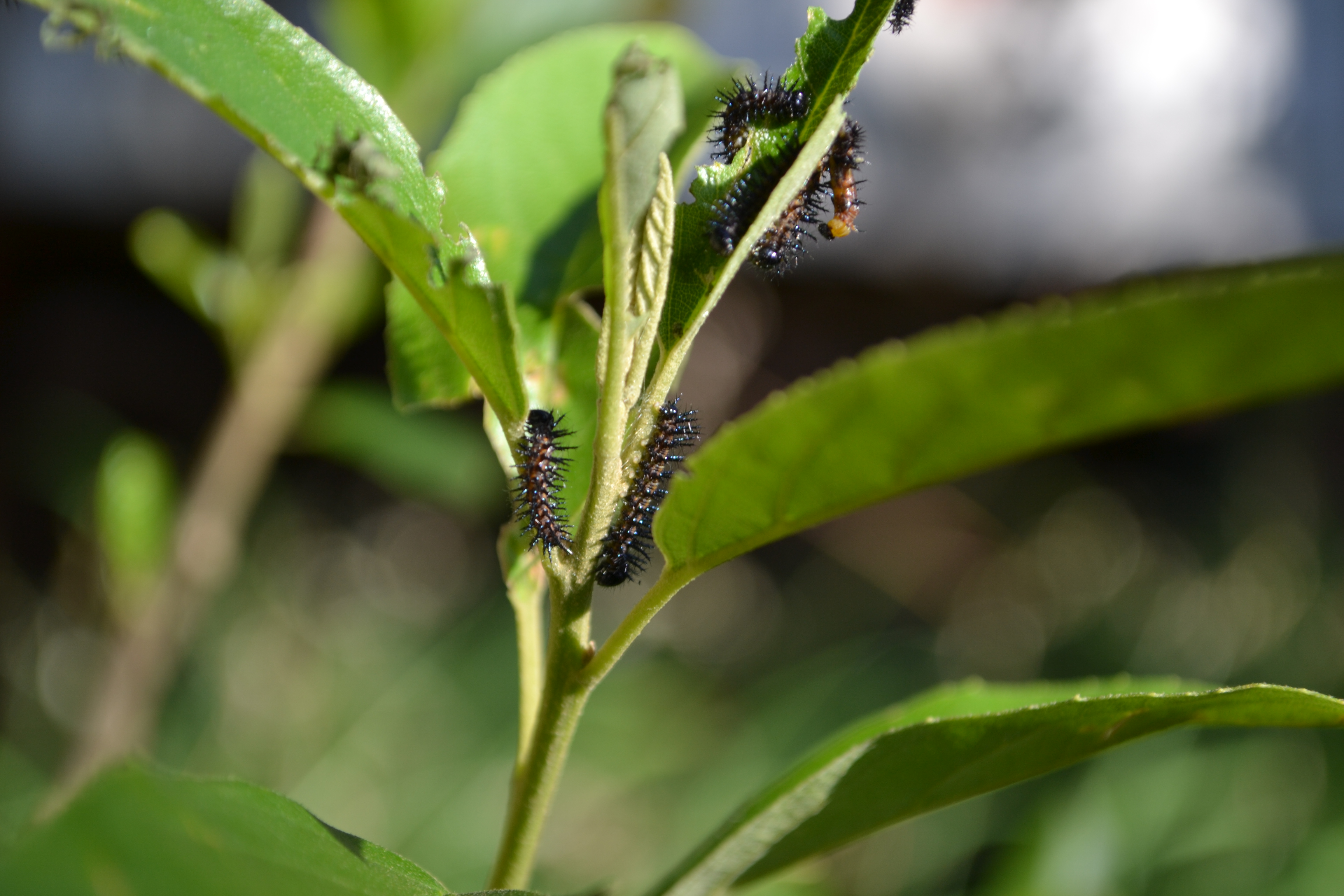 Kiggelaria africana Wild Peach Wildeperske mufhata-vhufa, Muphatavhafu ...