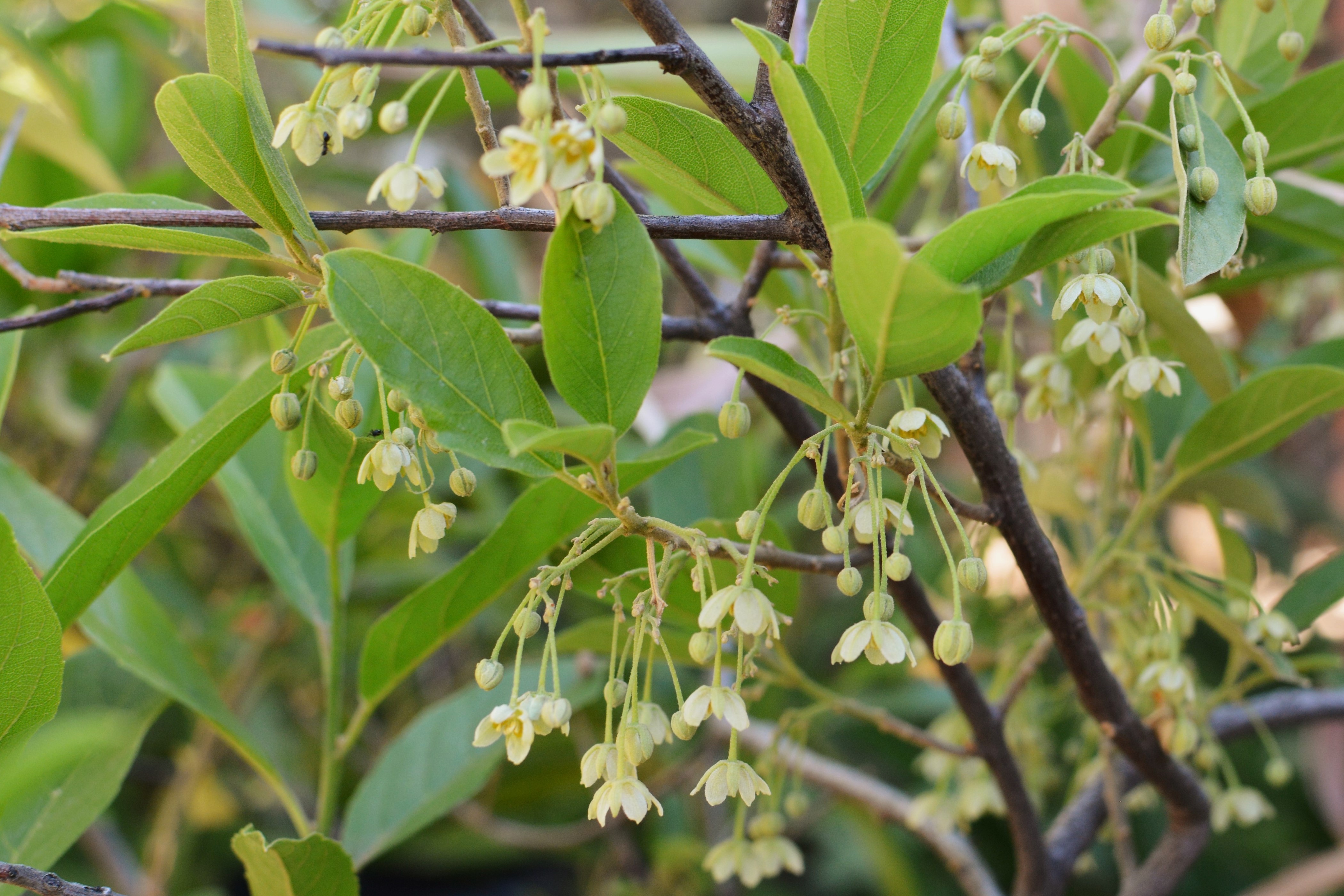 Kiggelaria africana Wild Peach Wildeperske mufhata-vhufa, Muphatavhafu ...