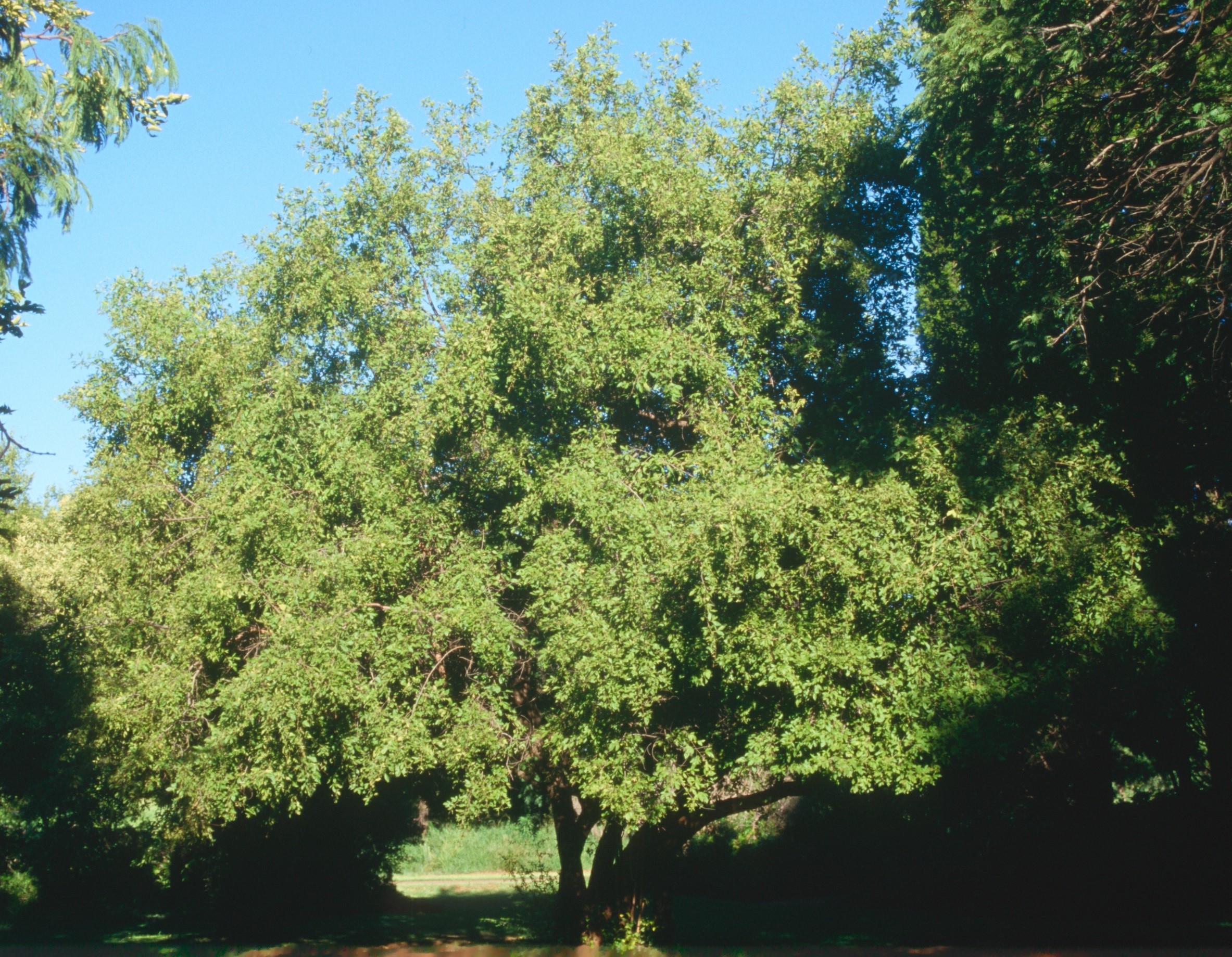 Kiggelaria africana Wild Peach Wildeperske mufhata-vhufa, Muphatavhafu ...