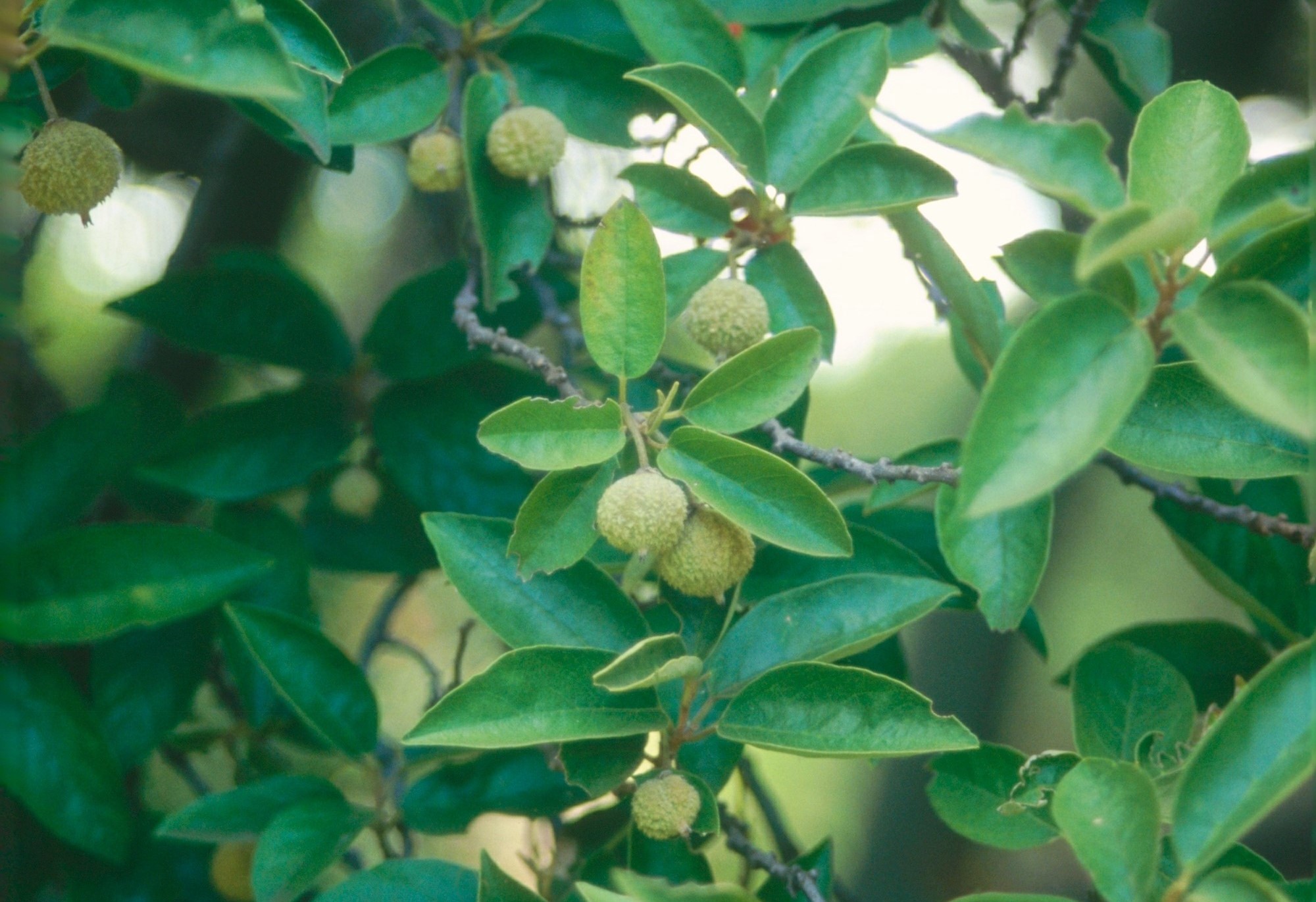 Kiggelaria africana Wild Peach Wildeperske mufhata-vhufa, Muphatavhafu ...