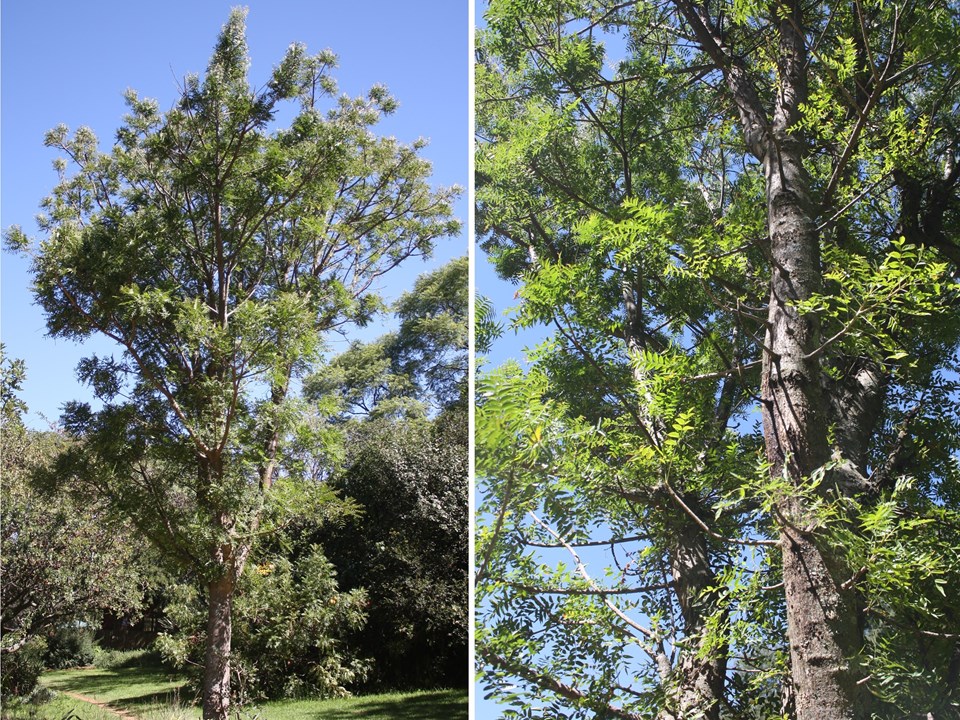Kirkia acuminata White Seringa Witsering Modumêla Mubvumela