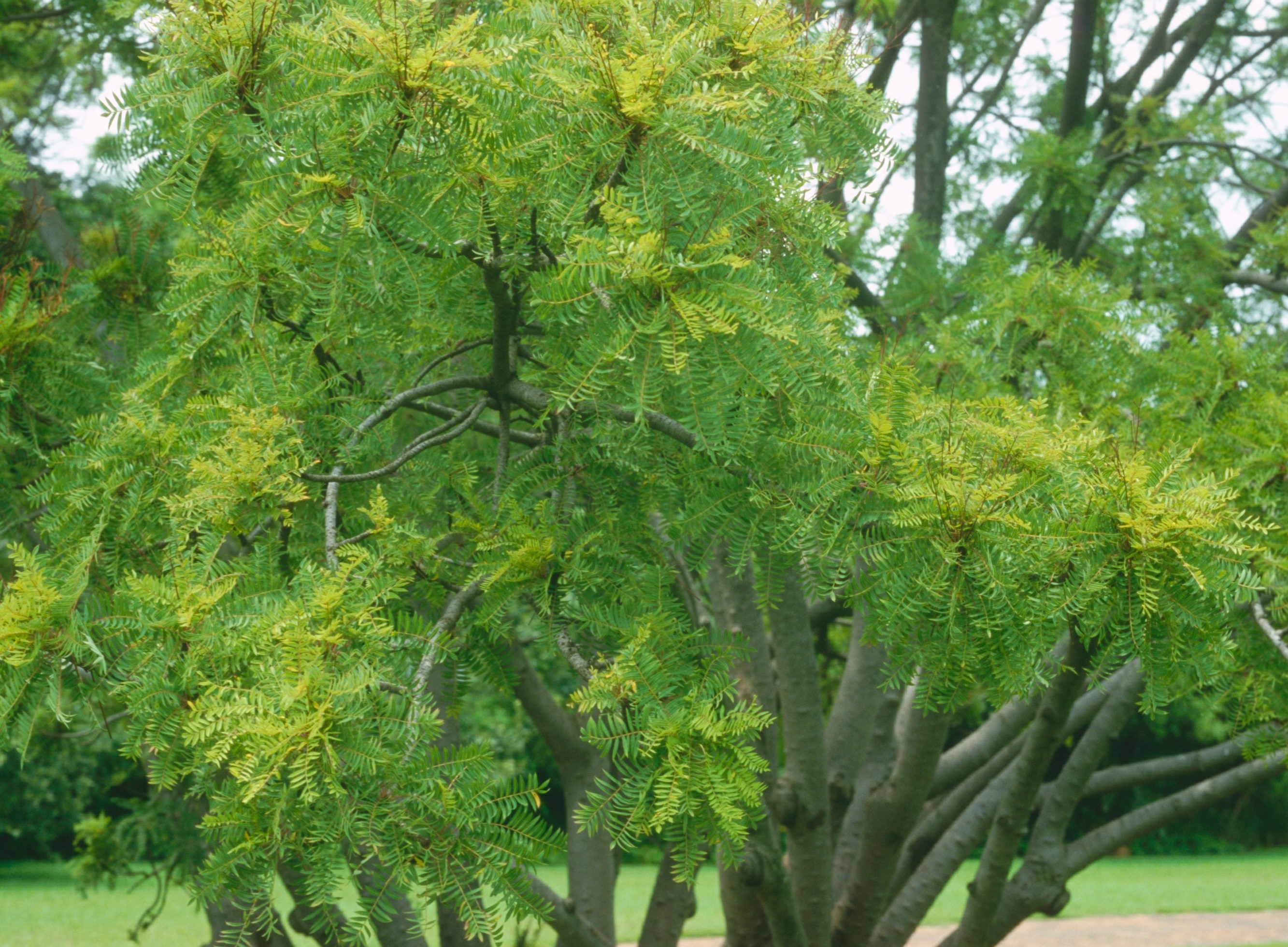 Kirkia wilmsii Mountain Seringa, Mountain kirkia, Wild pepper tree ...