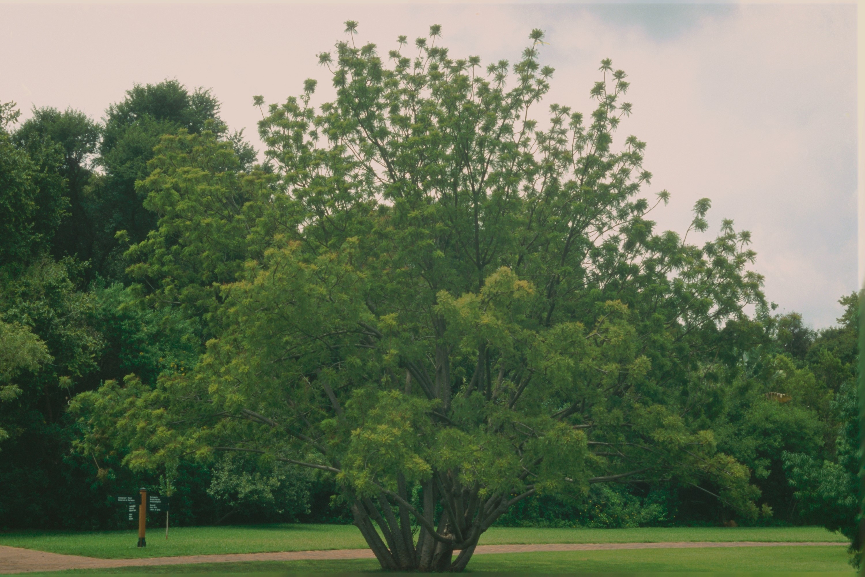 Kirkia wilmsii Mountain Seringa, Mountain kirkia, Wild pepper tree ...
