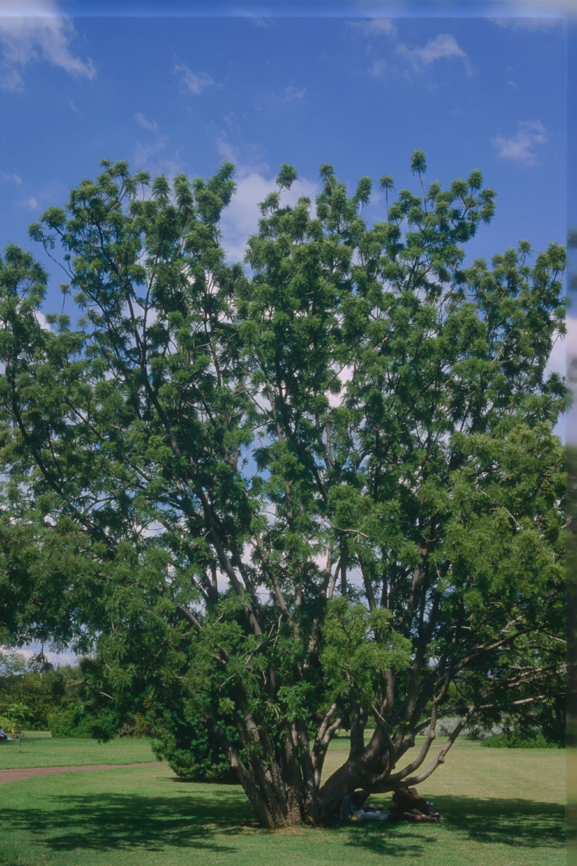 Kirkia wilmsii Mountain Seringa, Mountain kirkia, Wild pepper tree ...
