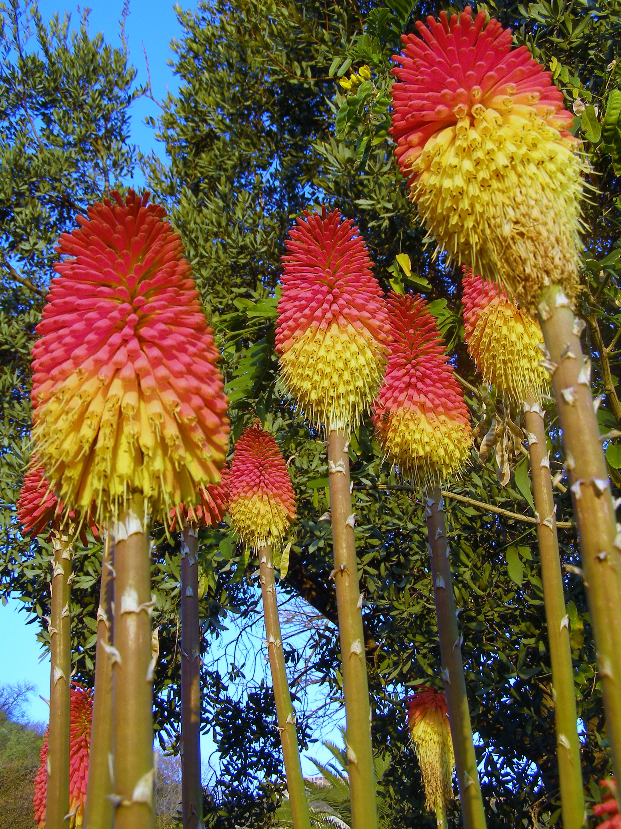 Kniphofia linearifolia Common Marsh Poker icacane, Umathunga Vuurpyl