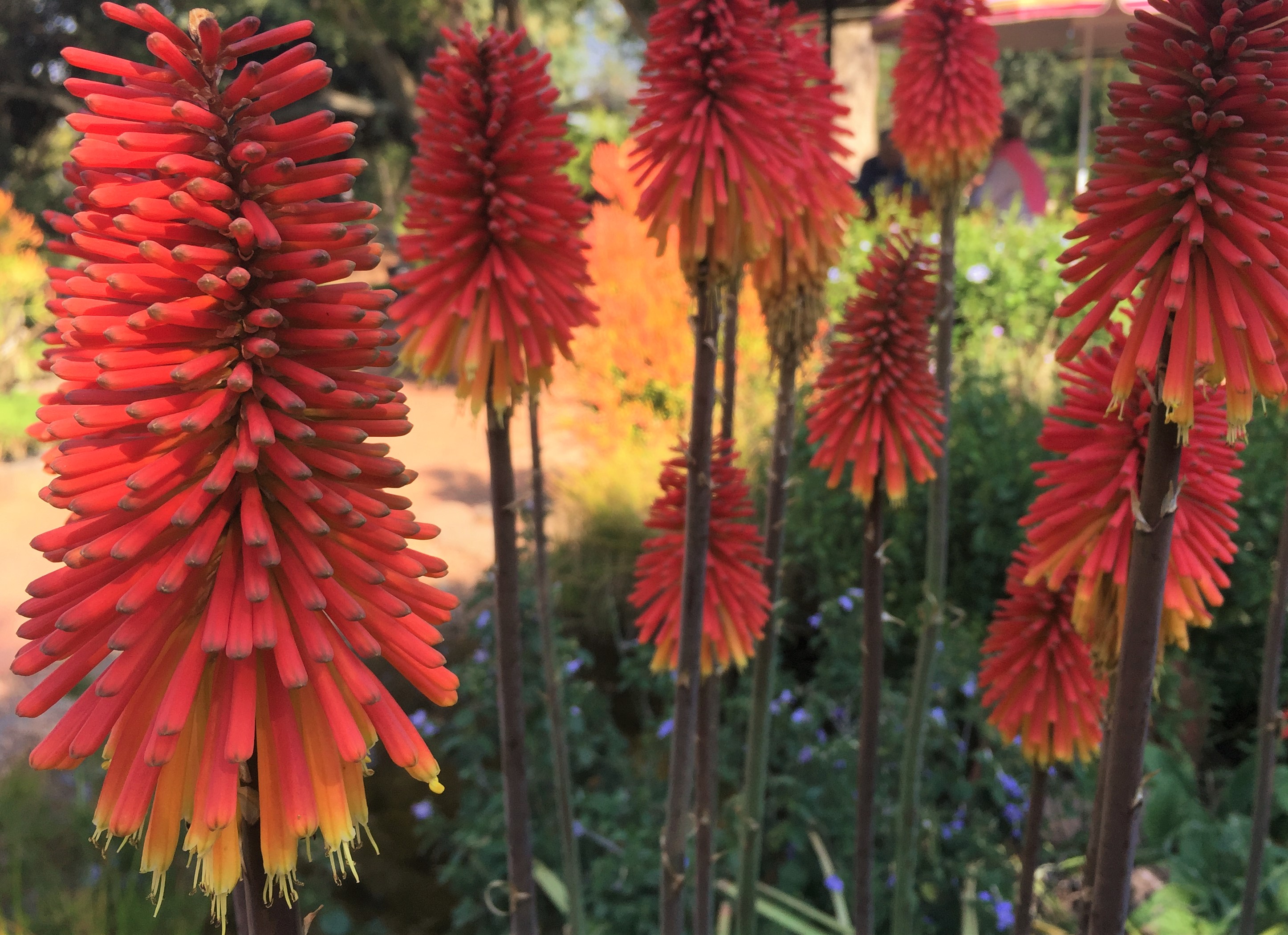 Kniphofia praecox Garden Red Hot Poker