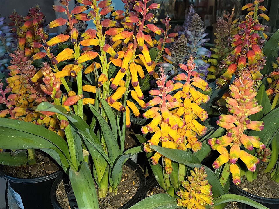 Lachenalia Hybrids Cape Cowslip