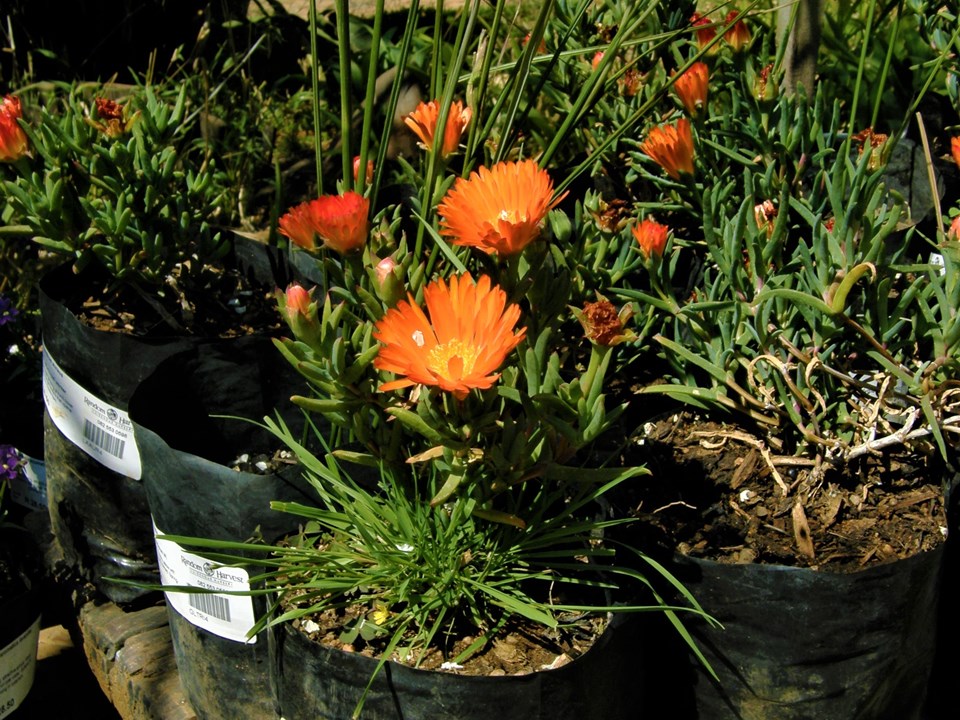 Lampranthus aureus 'Orange' Gouevygie Golden Vygie
