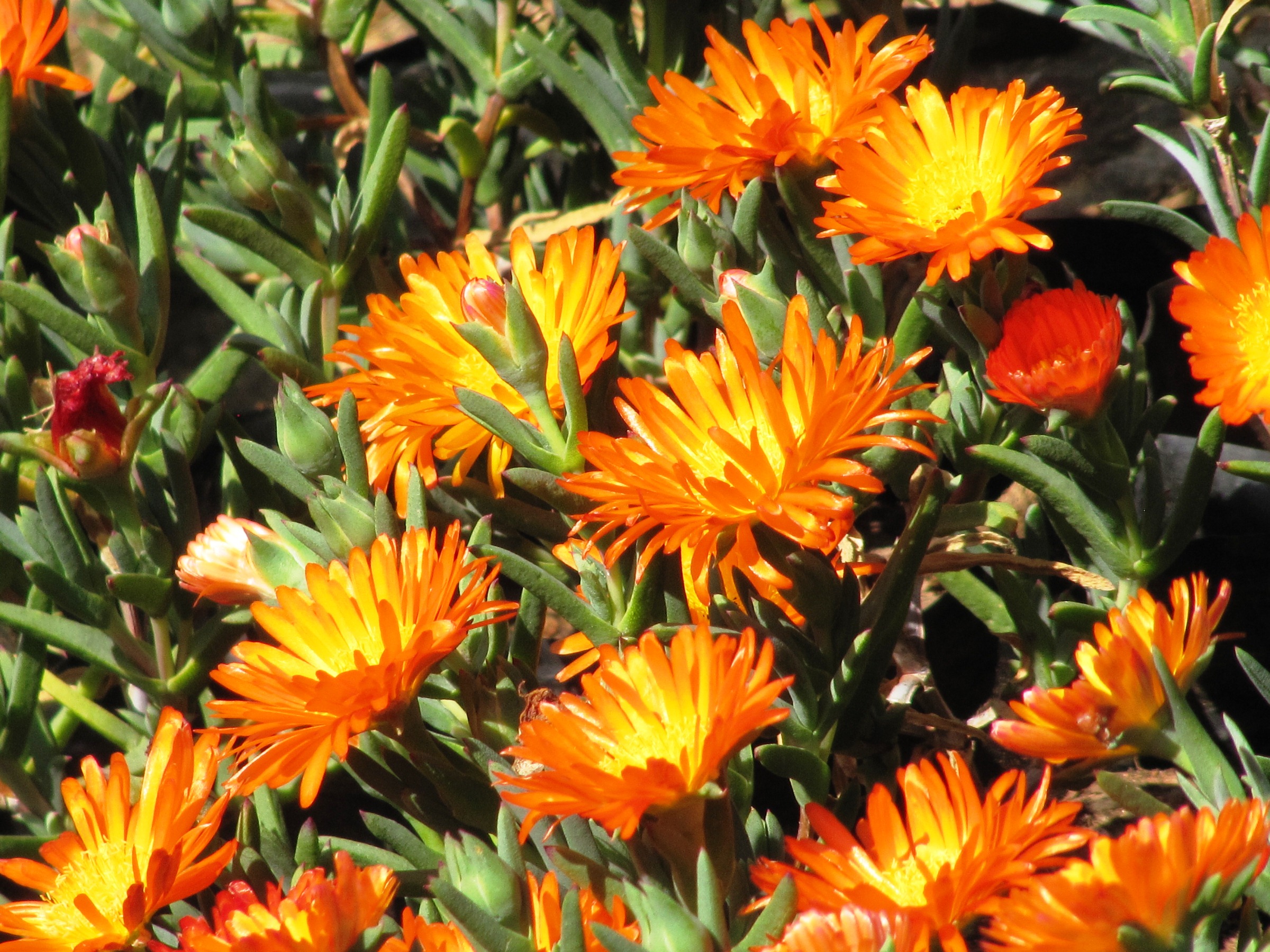 Lampranthus aureus 'Orange' Gouevygie Golden Vygie