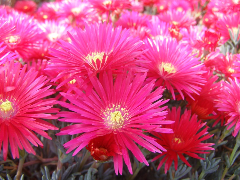 Lampranthus coccineus Rooi Vygie Rose vygie, Red brightfig