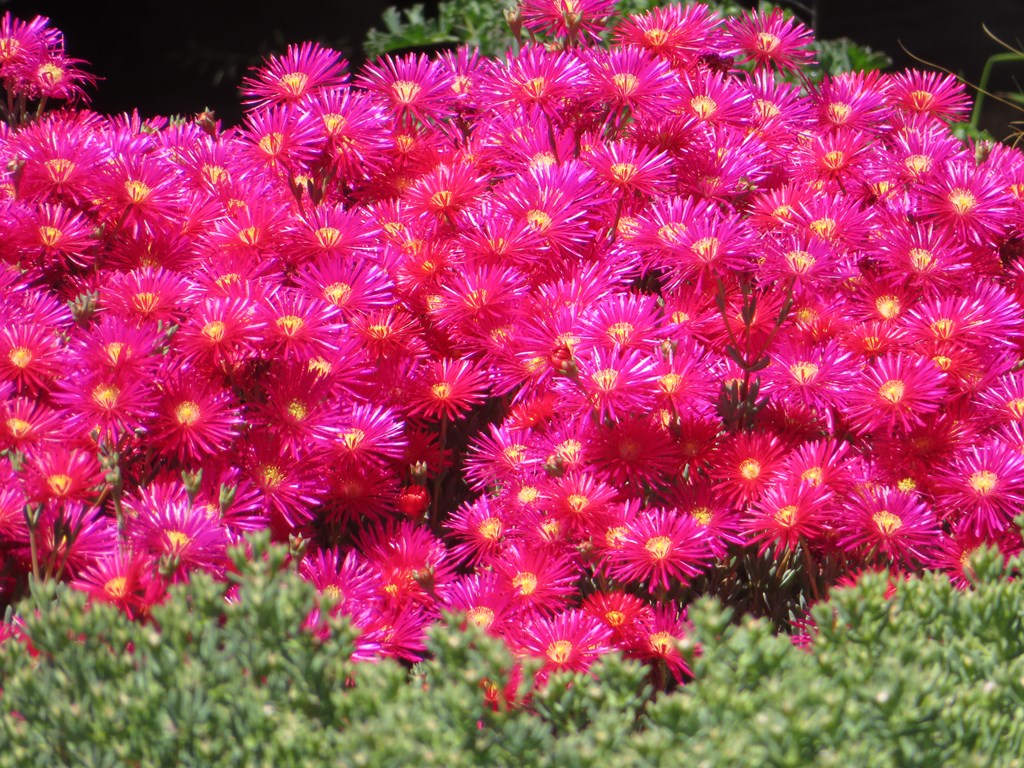 Lampranthus coccineus Rooi Vygie Rose vygie, Red brightfig