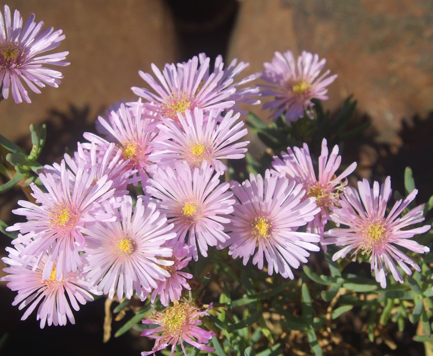 Lampranthus godmaniae Godman Ice Plant