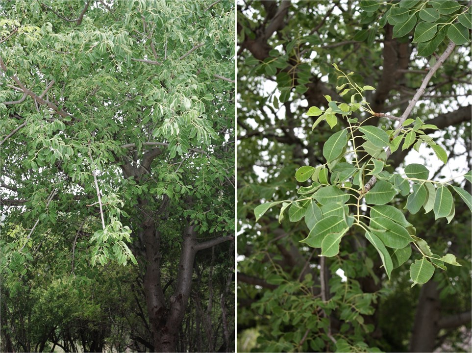 Lannea discolor Live-long Dikbas mojwane muvhumbu isiganganyane