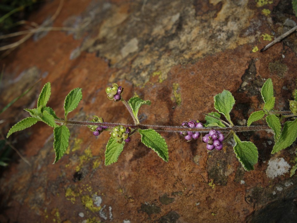 Lantana rugosa Voëlbrandewyn Bird's Brandy Wild Grassland Lantana ...