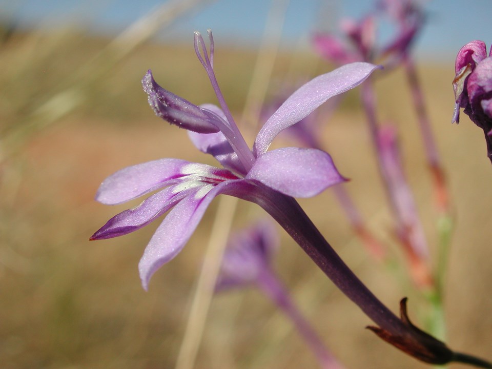 Lapeirousia sandersonii Blou-angelier Autumn Painted Petals