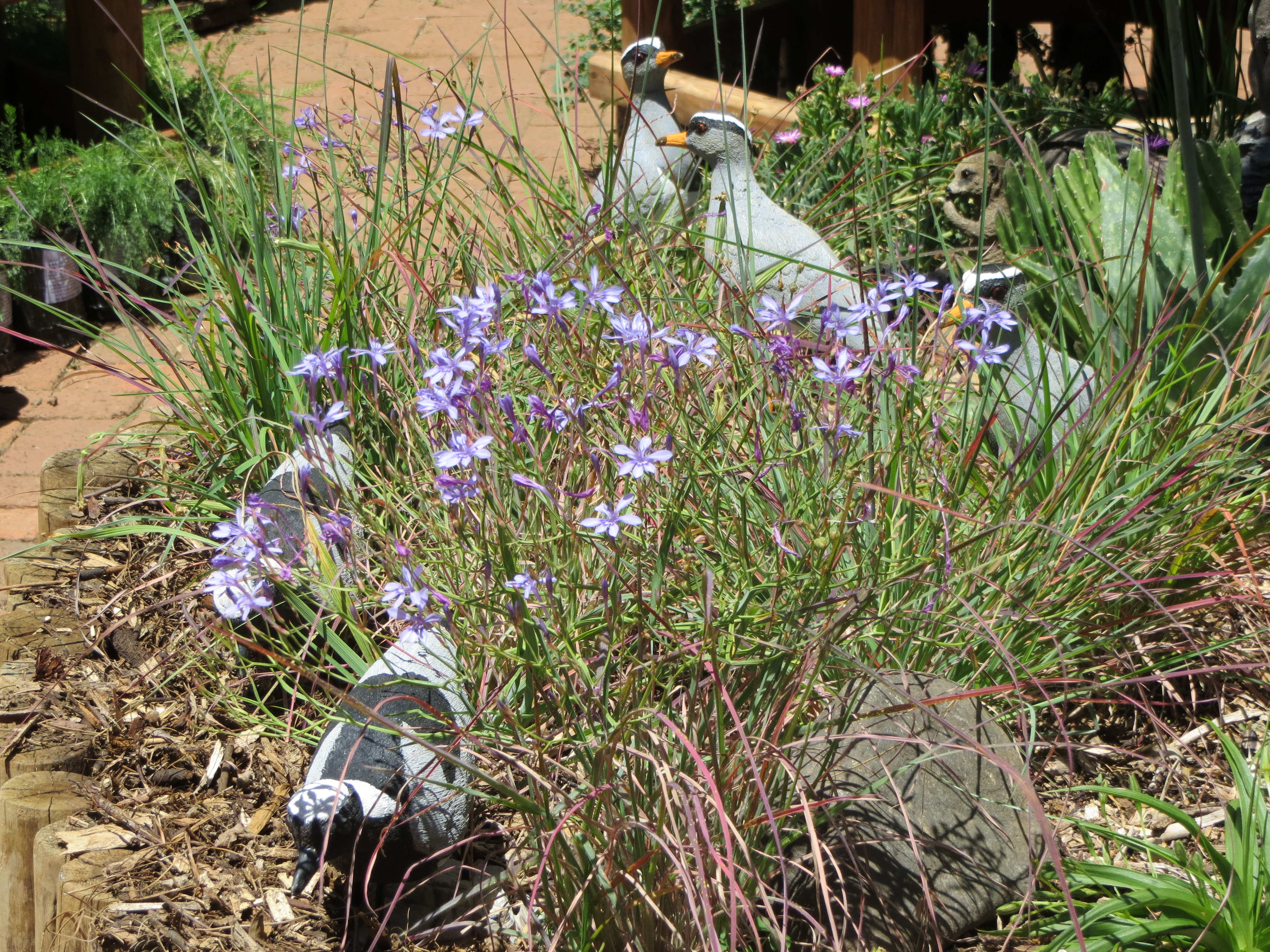 Lapeirousia sandersonii Blou-angelier Autumn Painted Petals