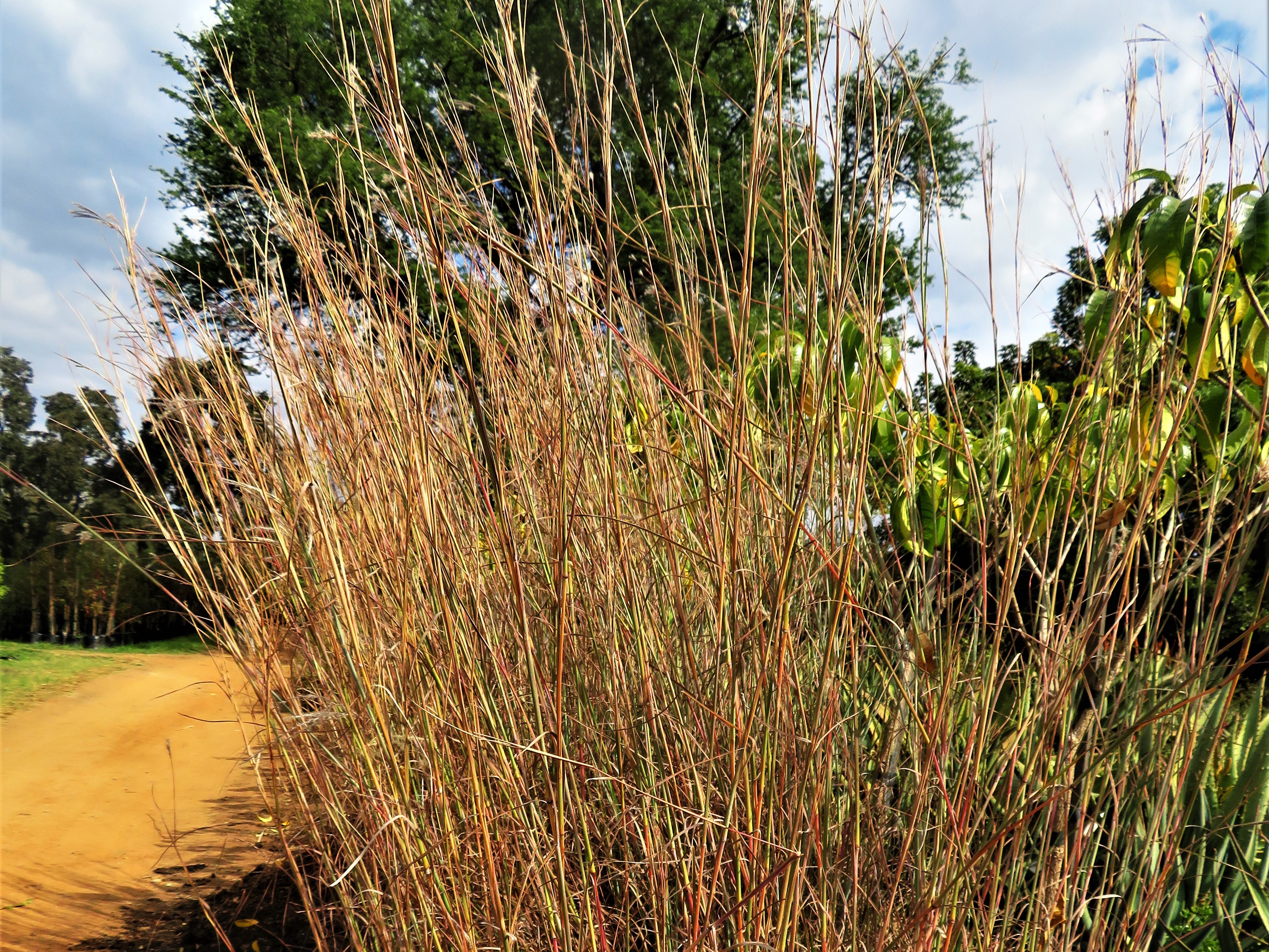 South African Indigenous Plants Catalogue