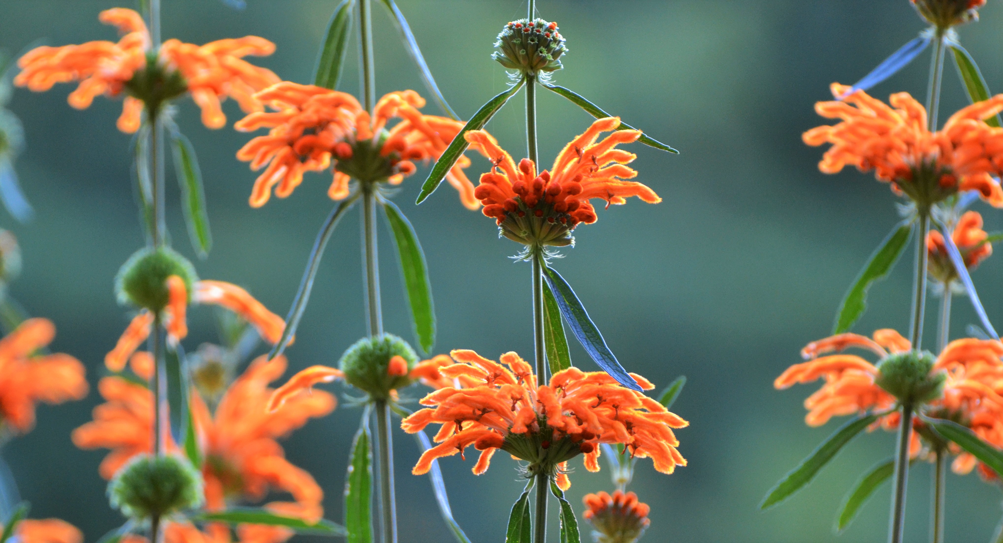 Leonotis leonurus Wild Dagga Wildedagga umcwili
