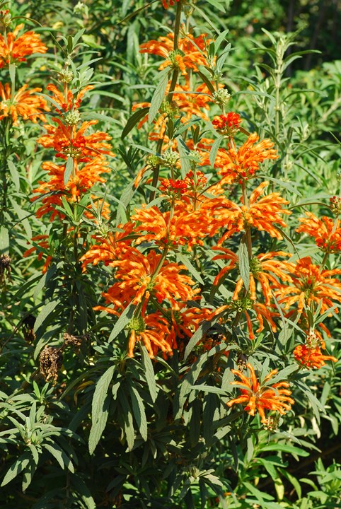 Leonotis leonurus Wild Dagga Wildedagga umcwili