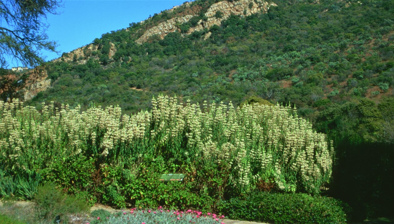 Leonotis leonurus Wild Dagga Wildedagga umcwili