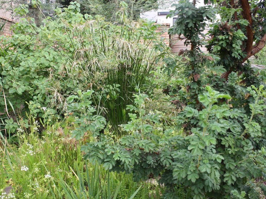 Leucosidea sericea Oldwood Ouhout Munyonga-Tshifumbu Umtshitshi