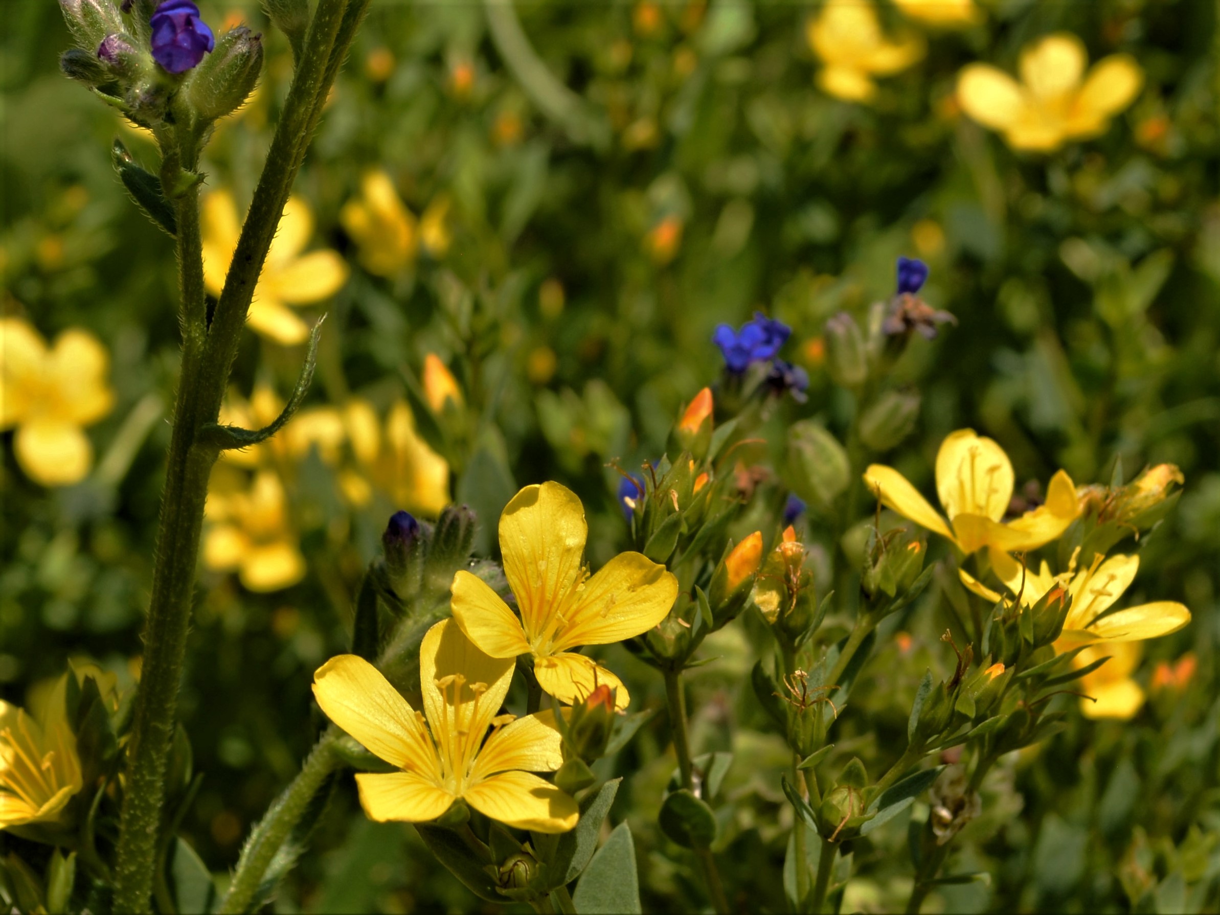 Linum africanum African Flax