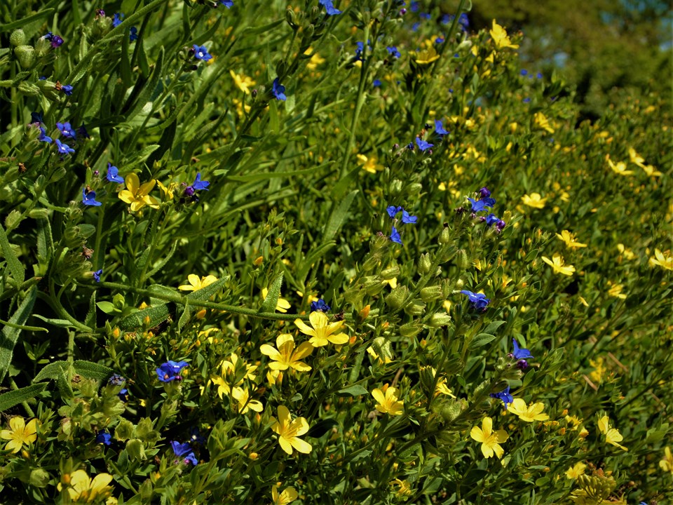 Linum africanum African Flax