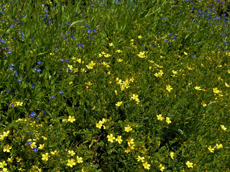 Linum africanum African Flax