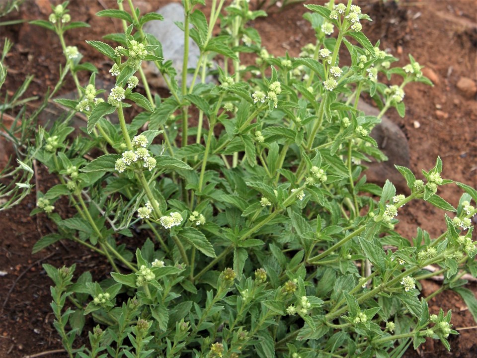 Lippia javanica Fever Tea Lemoenbossie Umsuzwane Inzinziniba Musukudu