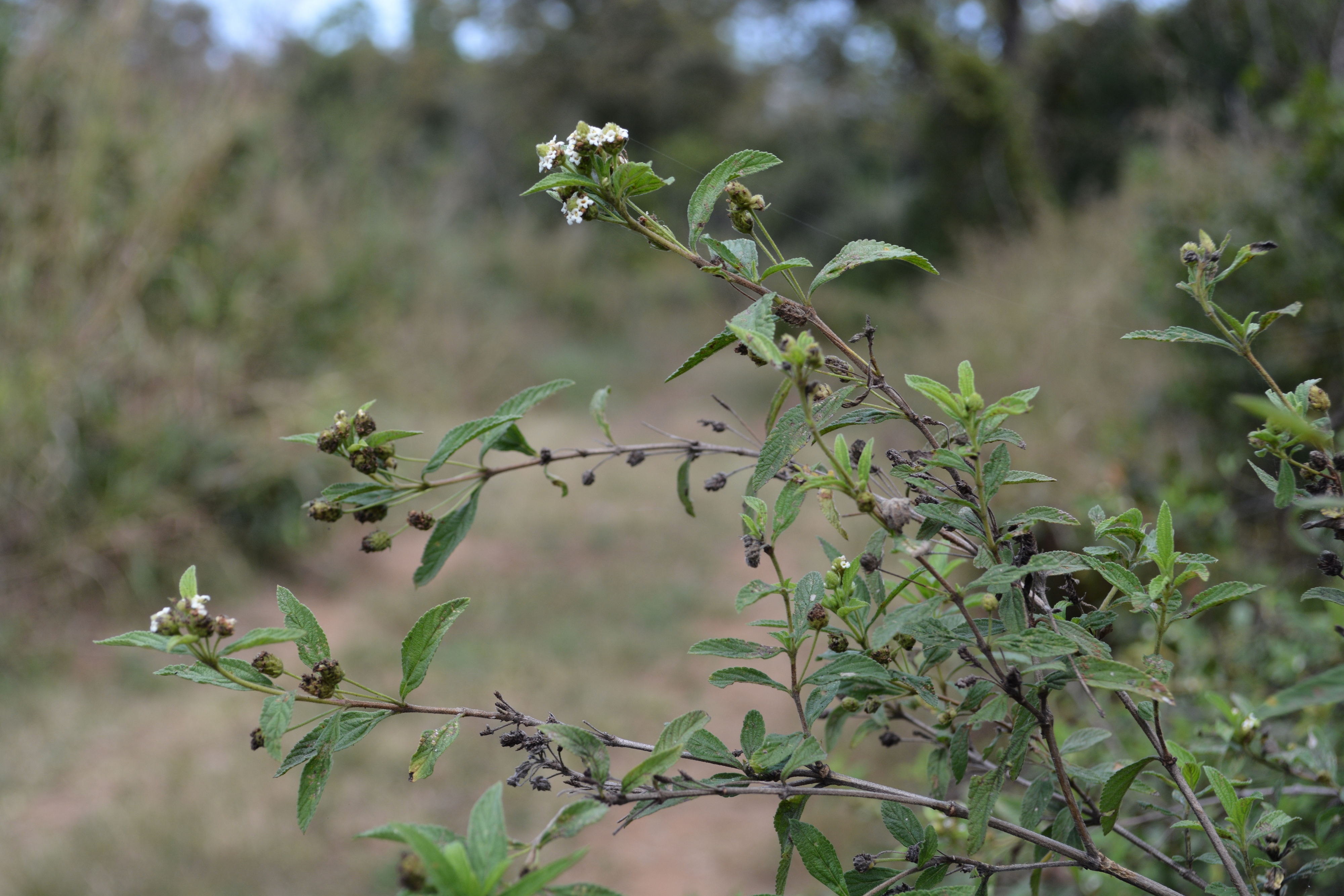 Lippia javanica Fever Tea Lemoenbossie Umsuzwane Inzinziniba Musukudu
