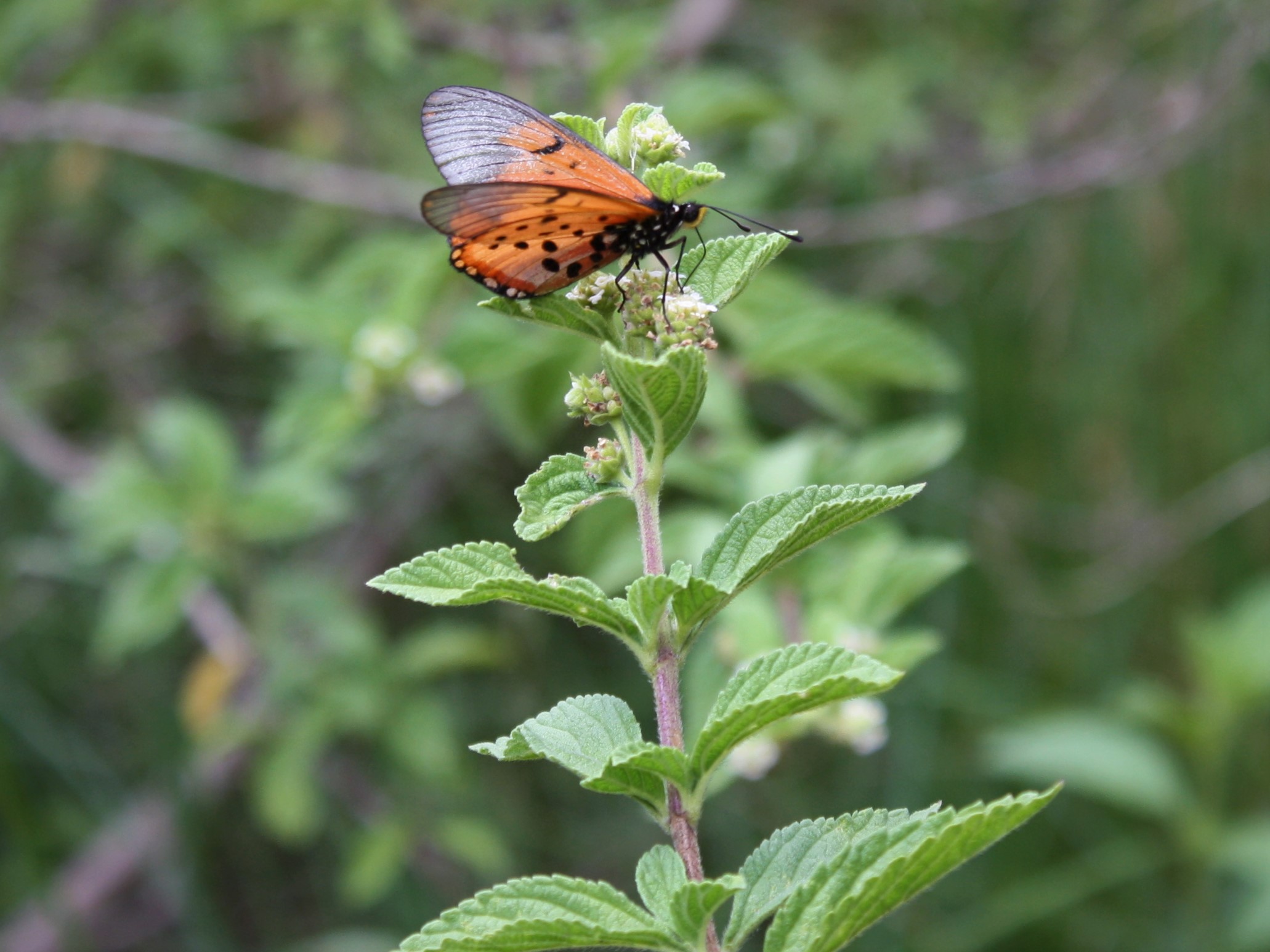 Lippia javanica Fever Tea Lemoenbossie Umsuzwane Inzinziniba Musukudu
