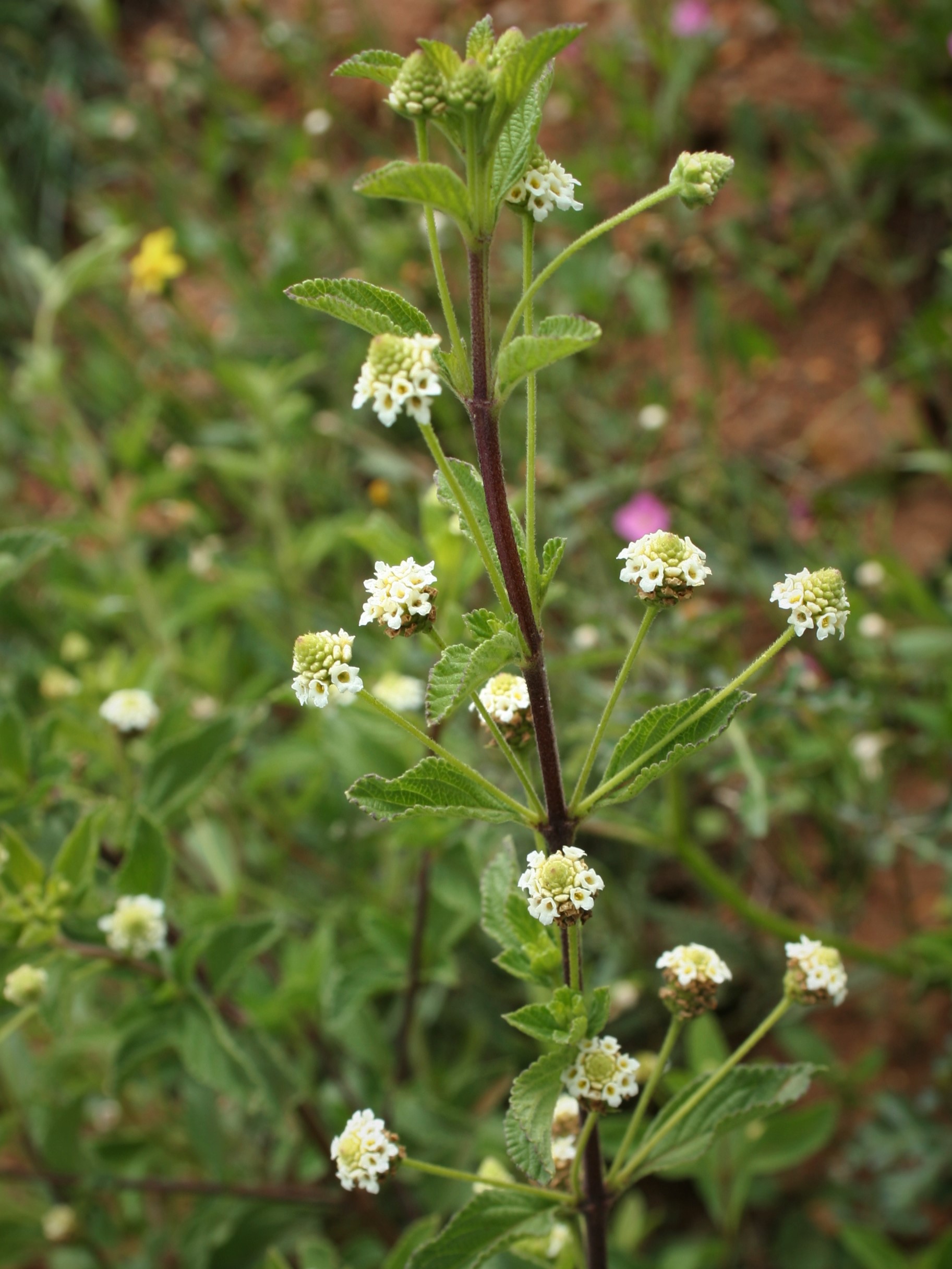 Lippia javanica Fever Tea Lemoenbossie Umsuzwane Inzinziniba Musukudu