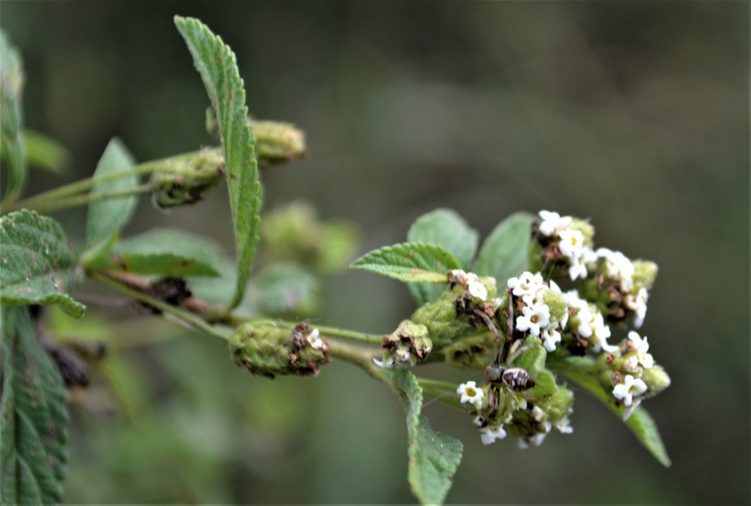Lippia javanica Fever Tea Lemoenbossie Umsuzwane Inzinziniba Musukudu