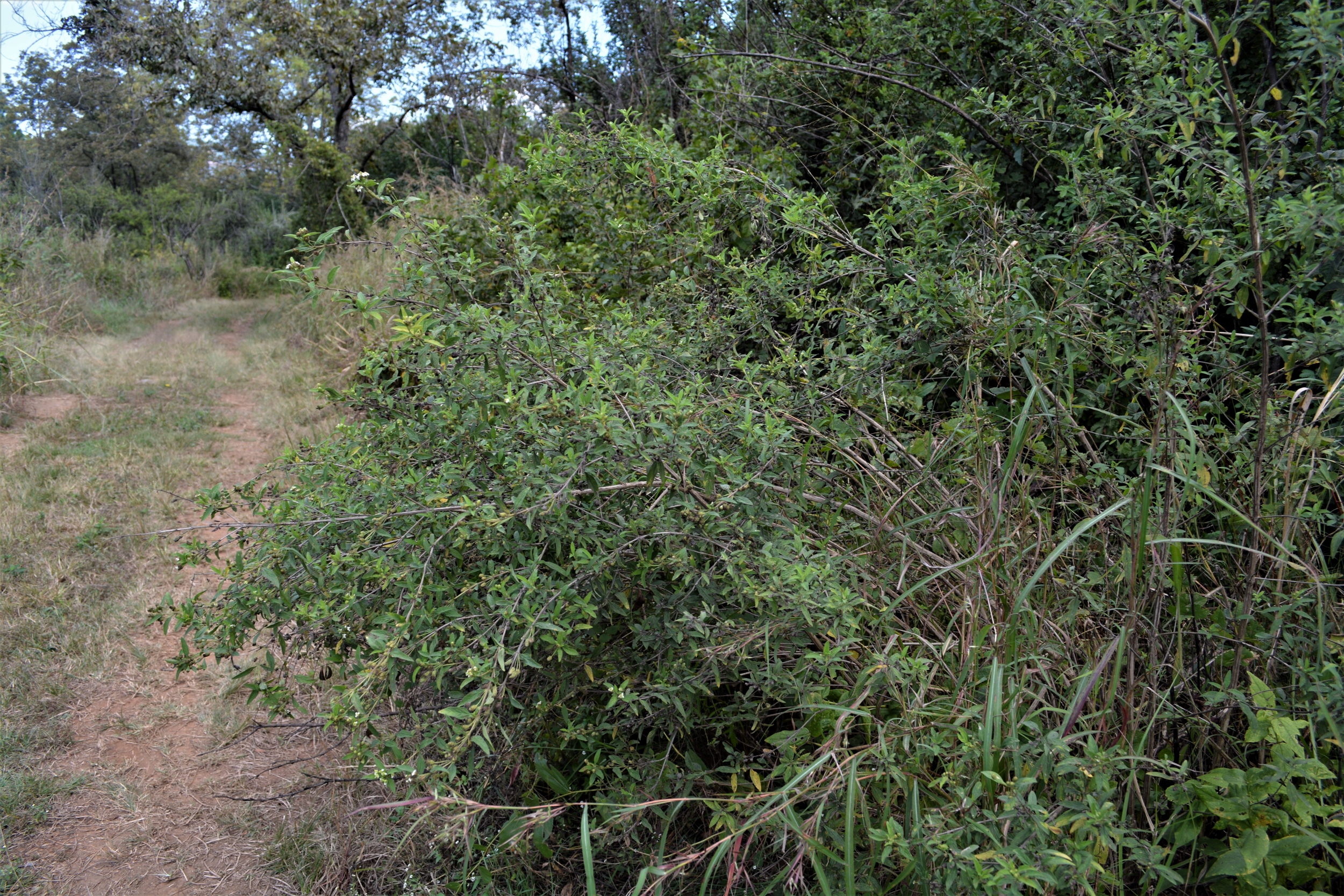 Lippia javanica Fever Tea Lemoenbossie Umsuzwane Inzinziniba Musukudu