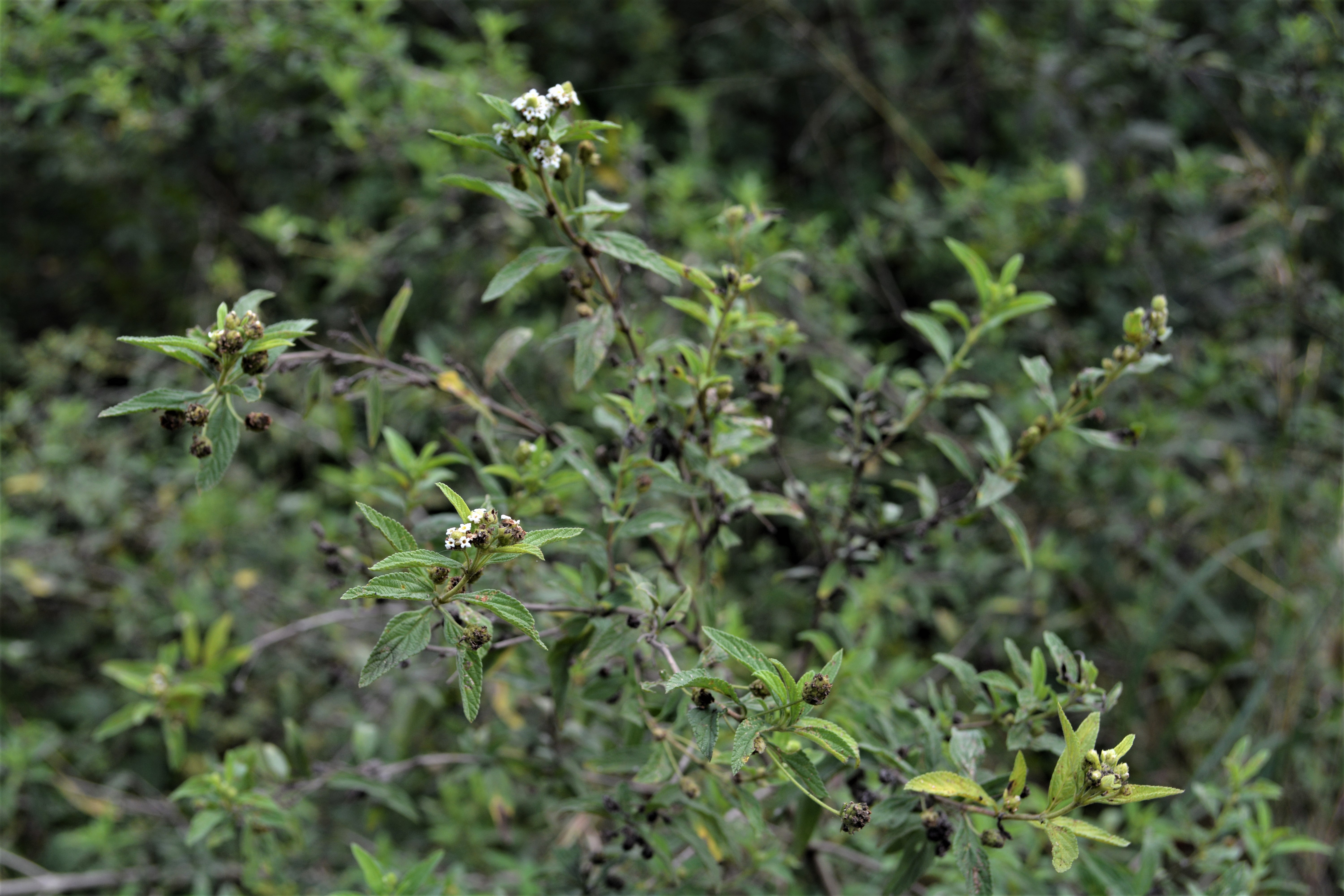 Lippia javanica Fever Tea Lemoenbossie Umsuzwane Inzinziniba Musukudu