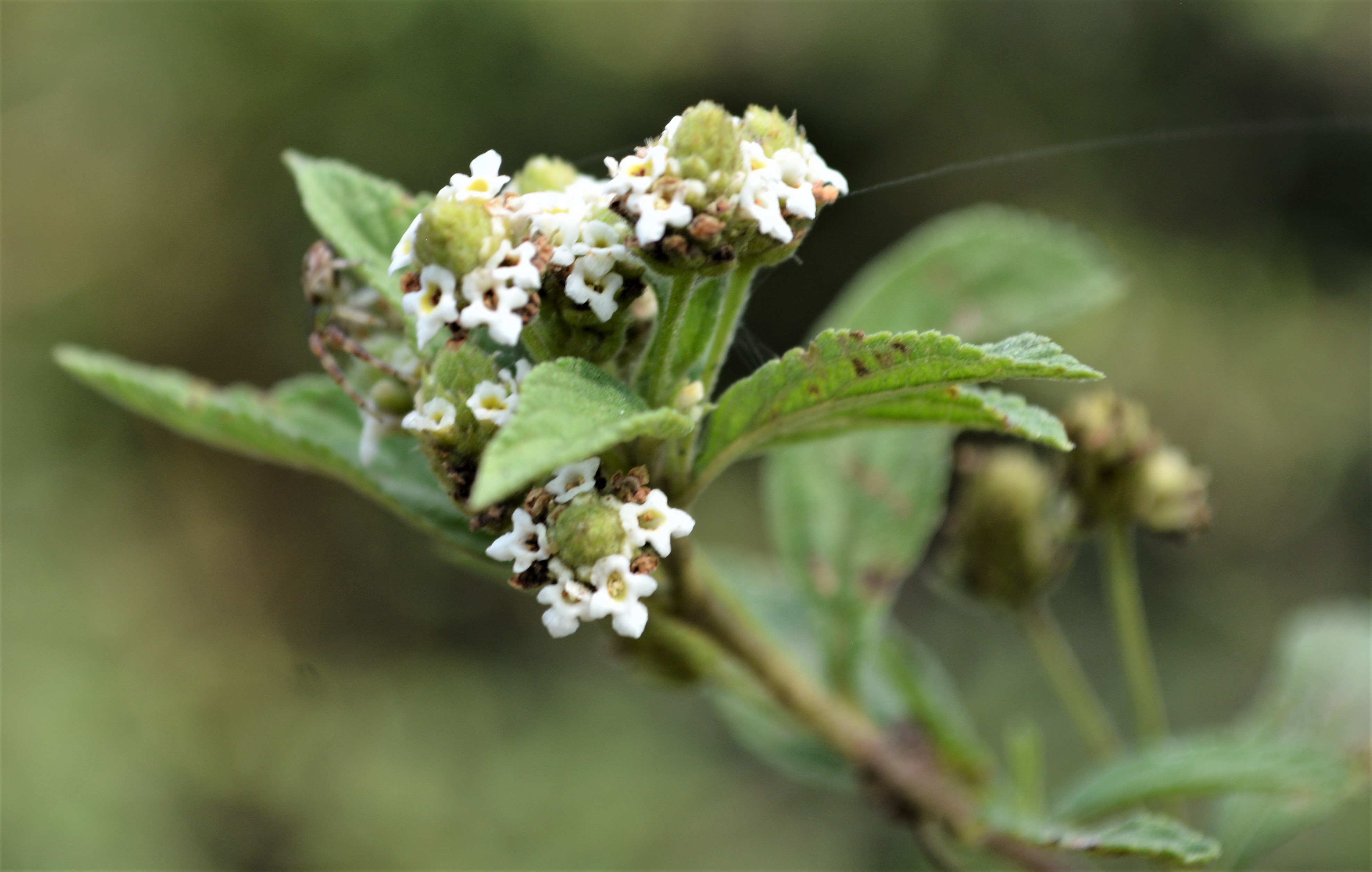 Lippia javanica Fever Tea Lemoenbossie Umsuzwane Inzinziniba Musukudu