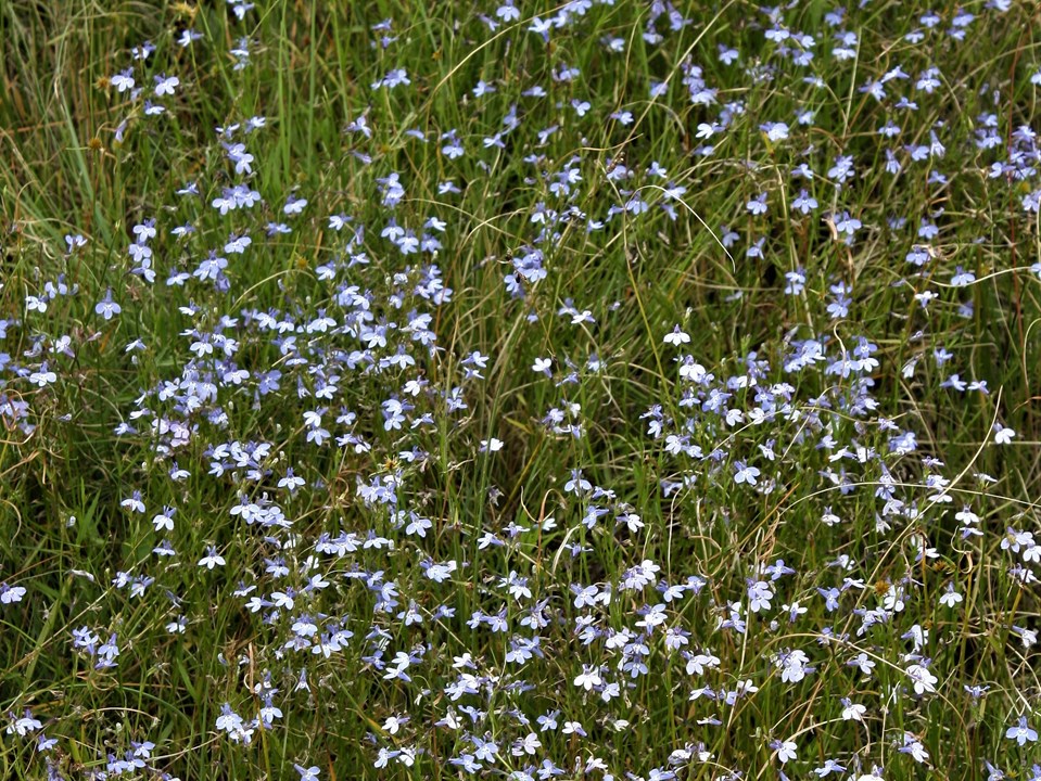 Lobelia anceps Swamp Lobelia