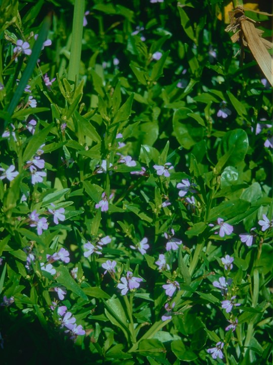 Lobelia anceps Swamp Lobelia