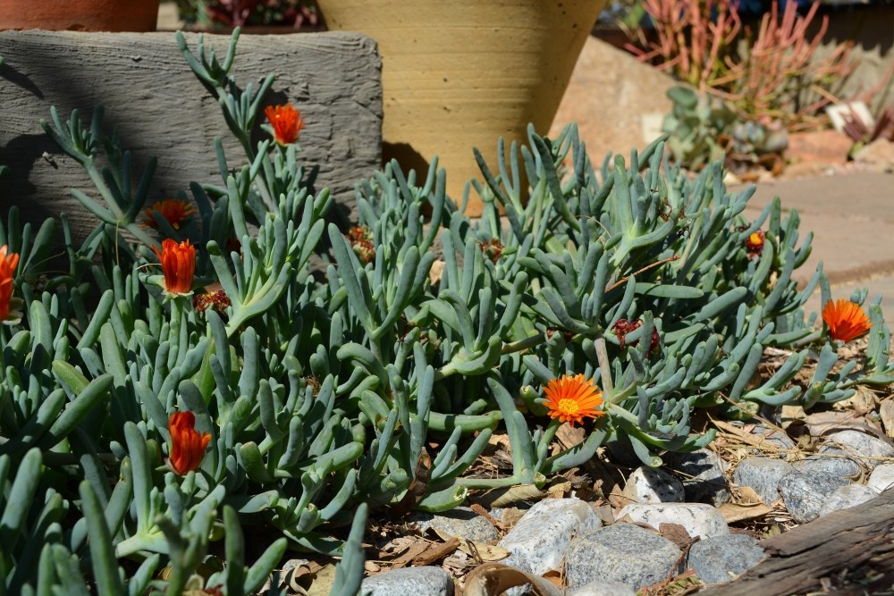 Malephora purpureo-crocea Copper Vygie Vingerkanna