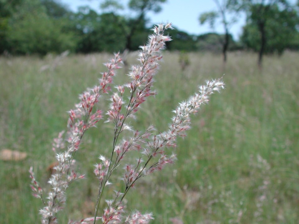 Melinis repens Natalse Rooipluim Natal Redtop